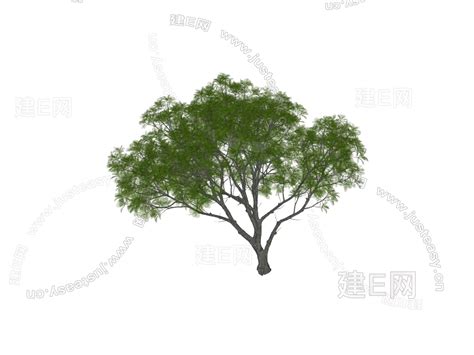 大琴榕模型SU模型下载 ID 116805573 建e网su模型