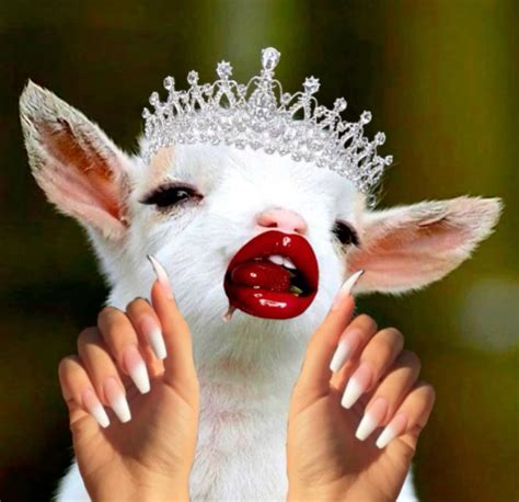 Adorable Goat With Braces