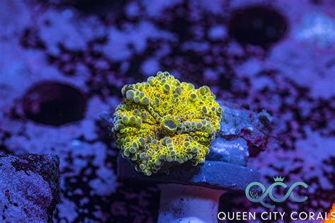 Rainbow Ricordea Yuma Mushroom Queen City Corals