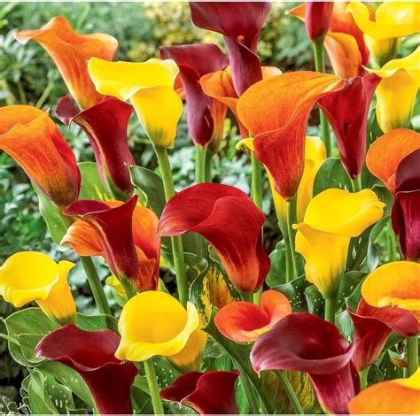 Bright Colors Red Orange Yellow Pink，calla Lilies Mixed