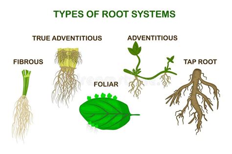 Tap Root Diagram Stock Illustrations 7 Tap Root Diagram Stock Illustrations Vectors Clipart