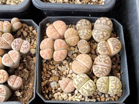 알록달록 예쁜 리톱스 키우기 리톱스꽃 리톱스씨방 리톱스꽃대 리톱스금 리톱스웃자람 웃자란다육이 알아보기 네이버 블로그