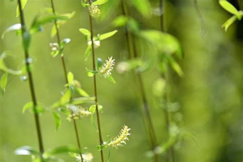 柳の花 By KΔz （id：9487111） 写真共有サイトphotohito