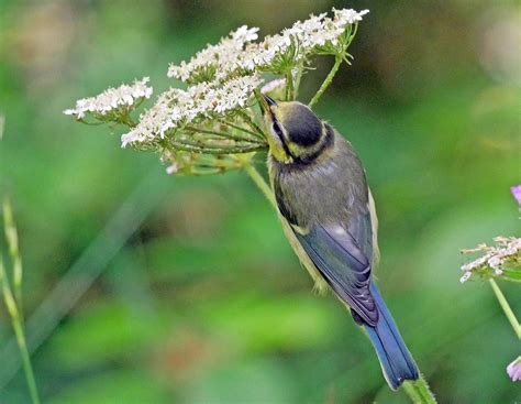 Cabinet Of Curiosities Blue Tits And Long Tailed Tits Feeding On Aphids