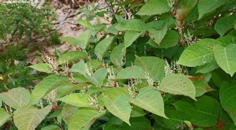 Fallopia Japonica Japanese Knotweed Edible And Medicinal Uses