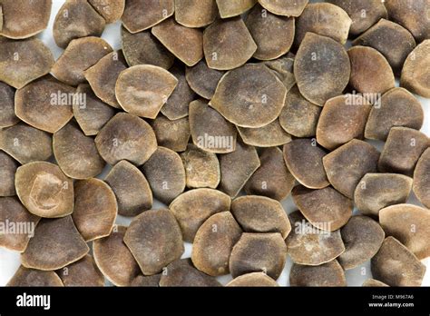Mimosa Pudica Seeds
