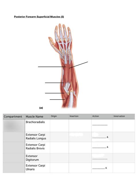 Posterior Forearm Superficial Muscles Diagram Quizlet