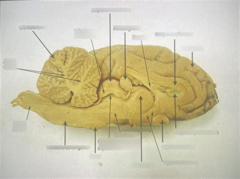 Sheep Brain Diagram Quizlet