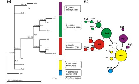 A Maximum Likelihood Phylogram Based On Phased Haplotypes Of The