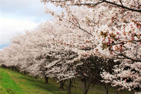 野洲川で500本桜を愛でる笠原桜公園守山市滋賀東近江造園エクステリアメデルガーデン