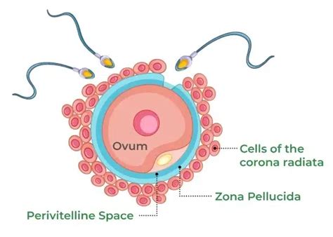 Ncert Notes For Class 8 Science Chapter 6 Reproduction In Animals