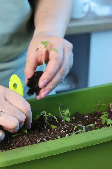A Woman Is Transplanting Tomato Seedlings Into A Plastic Container