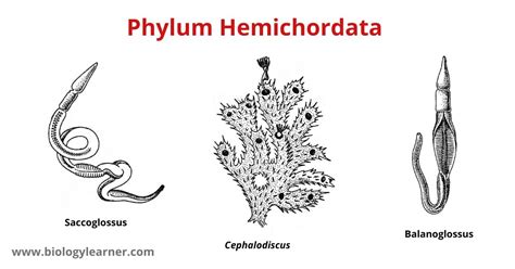 Hemichordata Characteristics Classification And Examples
