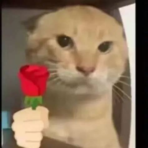可爱猫咪手持红玫瑰，表情呆萌超有趣 可爱猫meme耄耋猫表情包大合集表情包图片动图 求表情网 斗图从此不求人