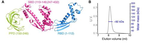 Dimerization Of Tf In Solution A Structure Of E Coli Tf Pdb Code