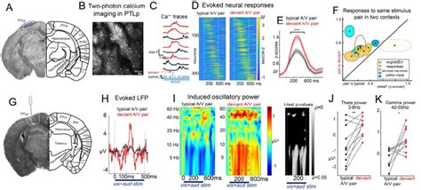 Associative Cortex PTLp Exhibits Augmented Responses To Deviant