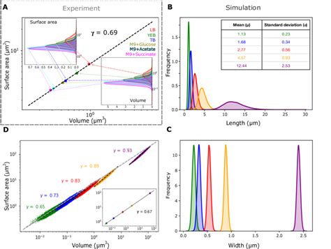 The Effect Of Cell Size Population Variability And Averaging On Download Scientific Diagram