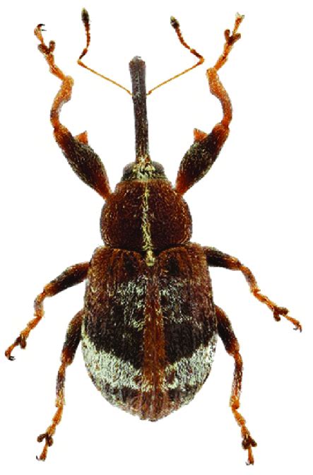 Anthonomus Pyri For Certain Determination Of Anthonomus Clean Download Scientific Diagram
