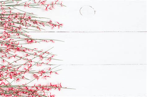 핑크 꽃 프레임에 의하여 이루어져 있다 평면 위치 최고 보기 고풍스런에 대한 스톡 사진 및 기타 이미지 고풍스런 공휴일 구도 Istock