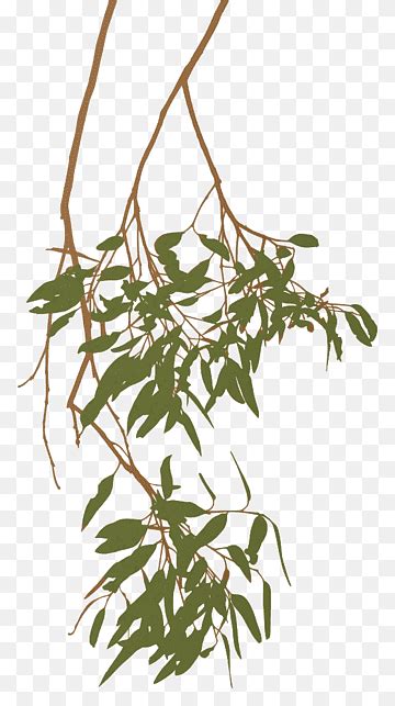 유칼립투스 Png 이미지 Pngwing