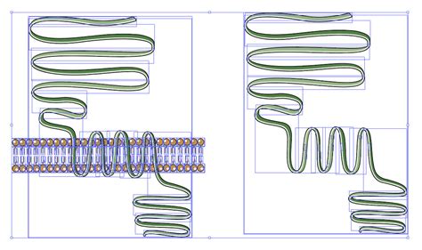 Calcium Sensing Receptor Car Vector