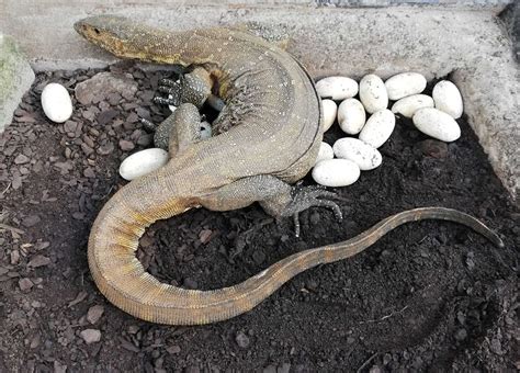 The Lizard Mothers Microbiome Can Protect Her Eggs Animal Claws
