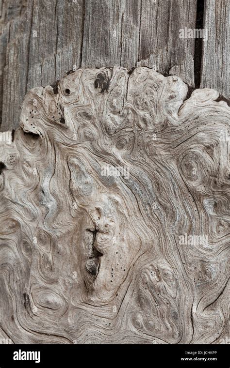 Burl On Tree Trunk USA Stock Photo Alamy