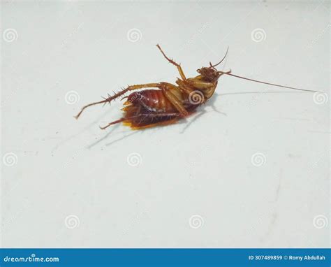 A Dead Cockroach On The Terrace Of The House Stock Image Image Of