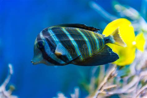 Peixes Coloridos No Aquário Foto De Stock Imagem De Exotismo Fundos