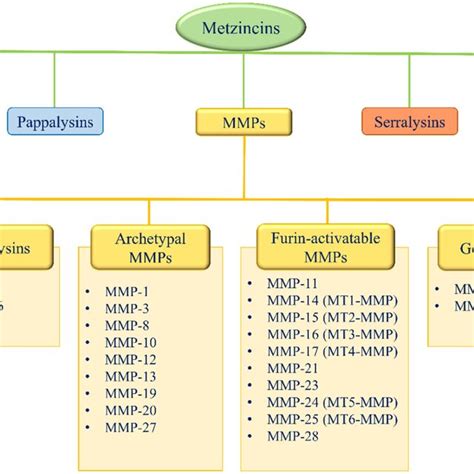 Extracellular Matrix Ecm Compartments Schematic Representation Of Download Scientific
