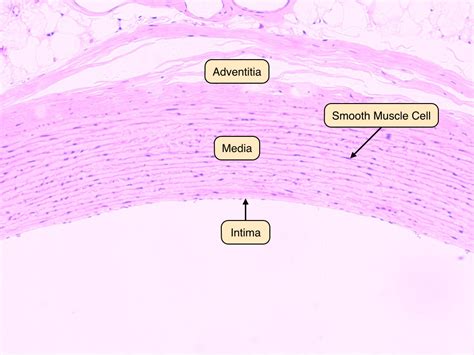 Aorta Microscope Image Labeled