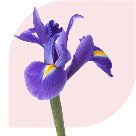 Bloemen Bezorgen Workum Debloemist Nl