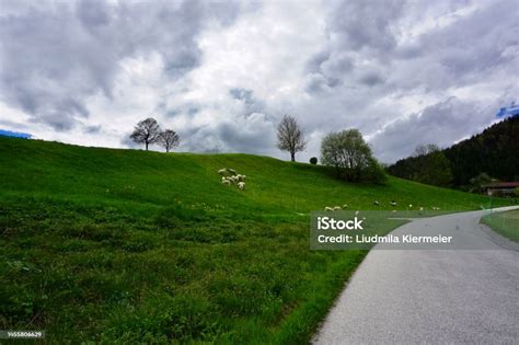 눈 덮인 알프스 기슭의 산책 눈 덮인 알프스와 아름다운 구름 알프스 초원을 통해 알프스 산책 밝은 녹색 초원과 그 사이의 길 걷기에 대한 스톡 사진 및 기타 이미지 Istock