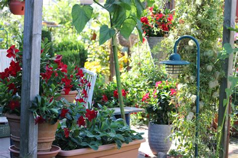 Bella Summer With Mandevilla Bella Sven Magnussen