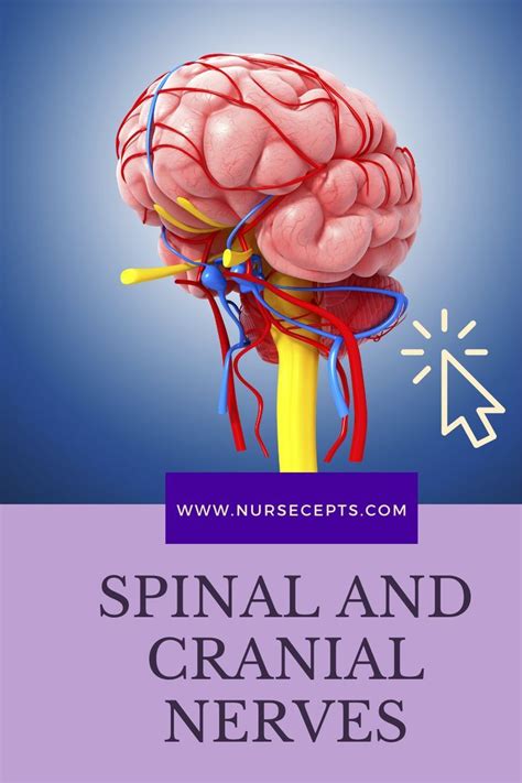 Spinal And Cranial Nerves Artofit
