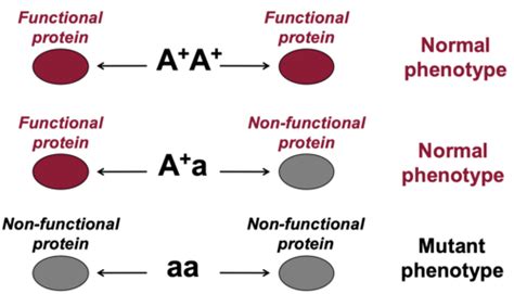 Genetics Exam 2 Part 1 Inheritance Patterns And Gene Linkageanalysis Flashcards Quizlet
