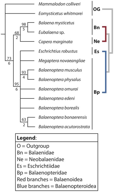Numbers Above And Below Branches Refer To Bootstrap Values And Number Download Scientific