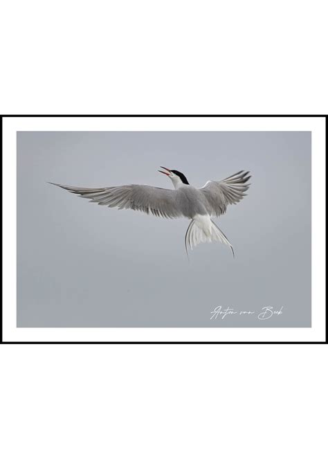 Dunnebier Home Poster Visdief Anton Van Beek Collectie Dunnebier Home