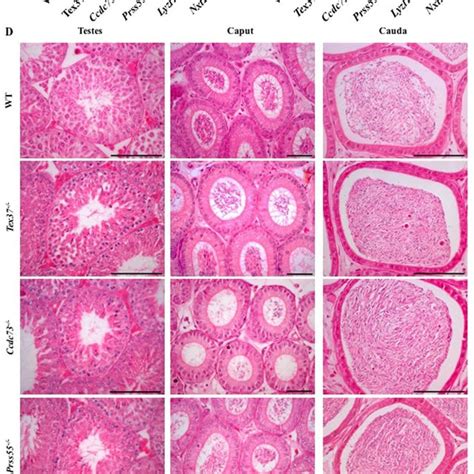 Fertility And Spermatogenesis Of The Ko Mice A Representative Images Download Scientific