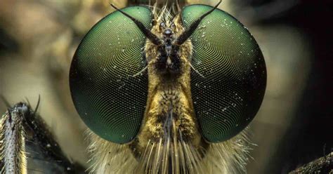 Scientists Create Tiny Insect Inspired Camera That Captures 9120 Fps In Near Darkness