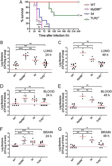 Mice With Defective Unc93b1 Function Are Highly Susceptible To Download Scientific Diagram