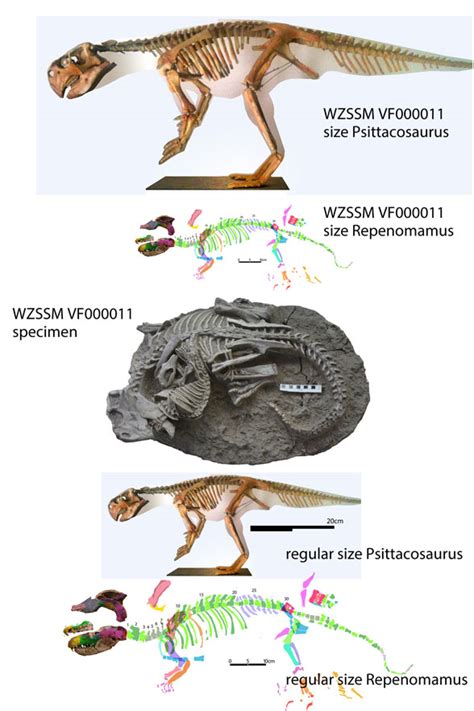 Fantastic Fossil Of A Juvenile Repenomamus Caught Playing On A Long Dead Dried Out