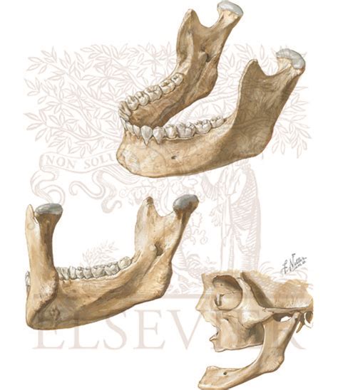 Mandible