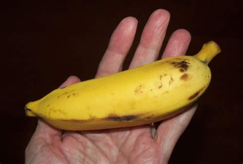 087 Radioatividade Da Banana Prata