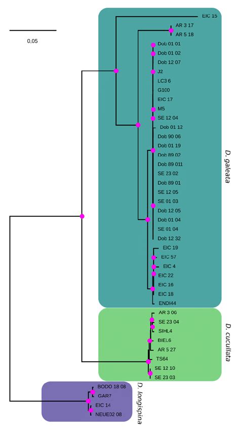 Maximum Likelihood Tree Reconstructed From Mitochondrial Protein Coding Download Scientific
