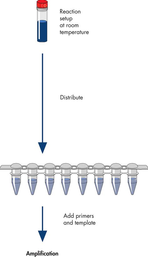 Dna Polymerase Reaction