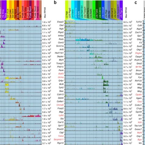 Cortical Cell Types And Corresponding Marker Genes A C Gene Download Scientific Diagram