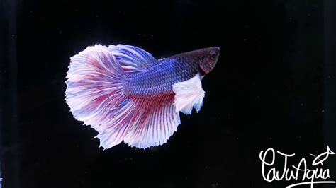 파주아쿠아 하프문 빅이어 베타 Bigear Halfmoon Hm베타 분양 영상 Youtube