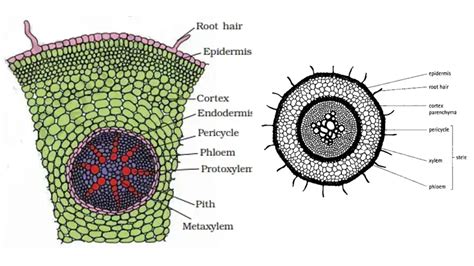 Plasmodesmata Definition Structure Functions And Diagram Biology Notes Online