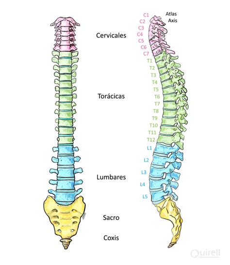 La Columna Vertebral Quirell
